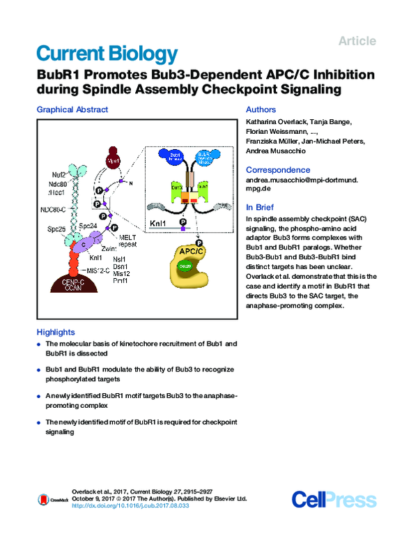 (PDF) BubR1 Promotes Bub3-Dependent APC/C Inhibition during Spindle ...