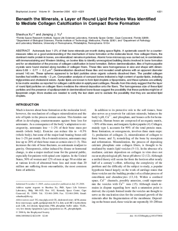 (PDF) Beneath the Minerals, a Layer of Round Lipid Particles Was ...