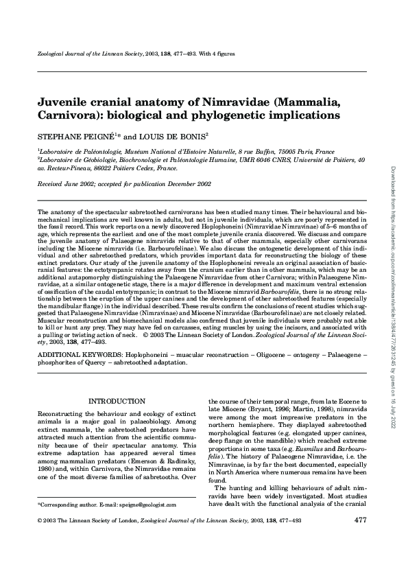 (PDF) Juvenile cranial anatomy of Nimravidae (Mammalia, Carnivora ...