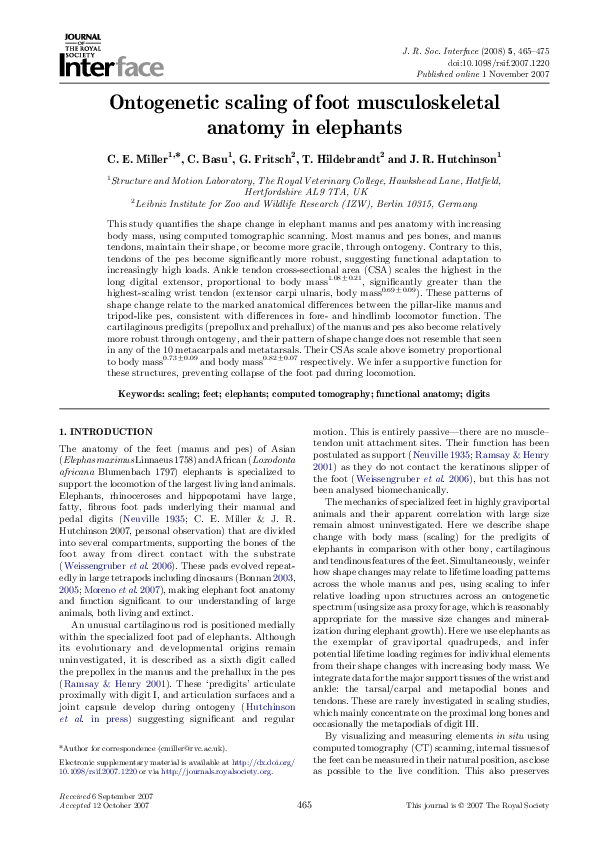 (PDF) Ontogenetic scaling of foot musculoskeletal anatomy in elephants