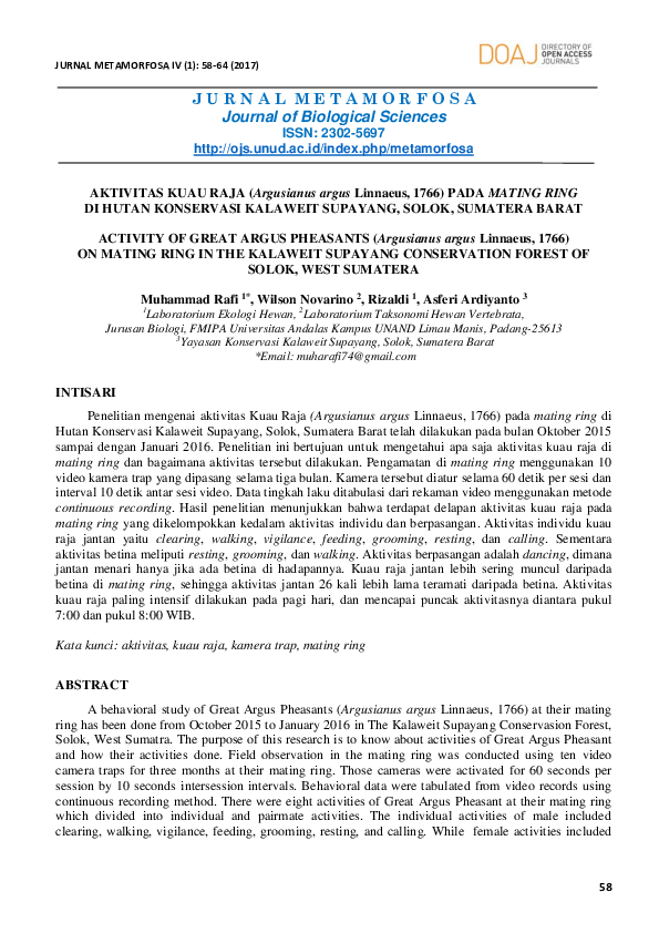 (PDF) AKTIVITAS KUAU RAJA (Argusianus argus Linnaeus, 1766) PADA MATING ...