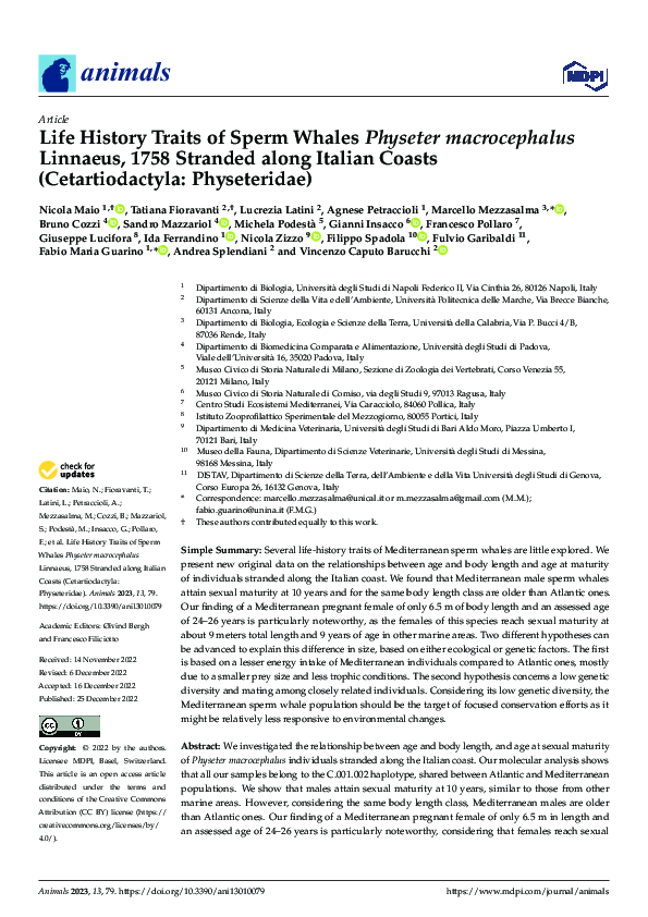 (PDF) Life History Traits of Sperm Whales Physeter macrocephalus ...