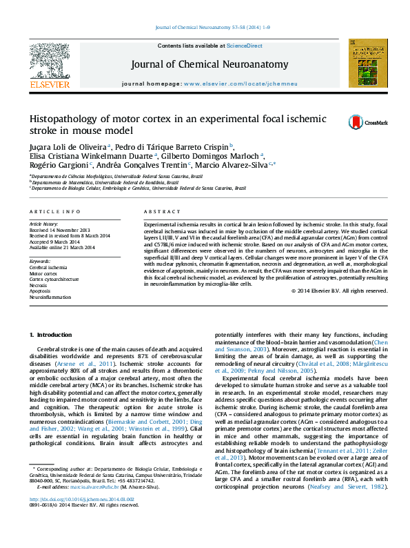 (PDF) Histopathology of motor cortex in an experimental focal ischemic ...