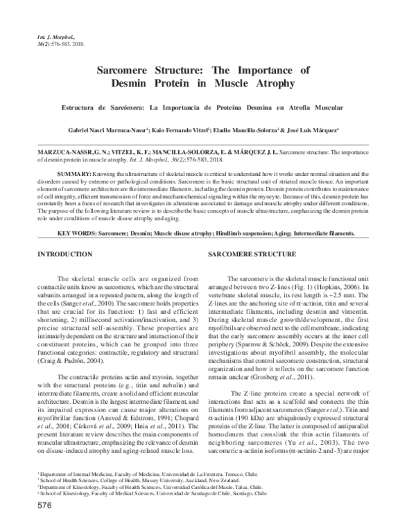 (PDF) Sarcomere Structure: The Importance of Desmin Protein in Muscle ...