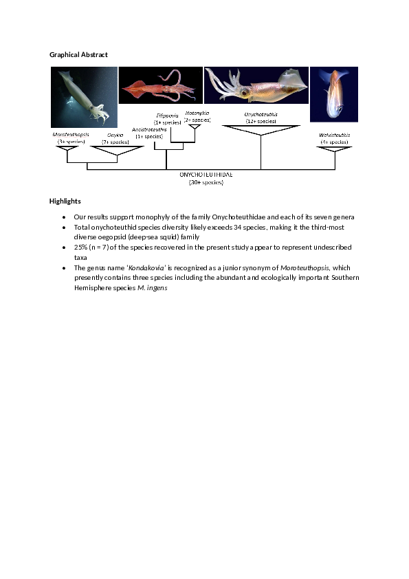 (PDF) A mitochondrial phylogeny of the family Onychoteuthidae Gray ...