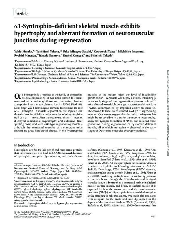 (PDF) α1-Syntrophin–deficient skeletal muscle exhibits hypertrophy and ...