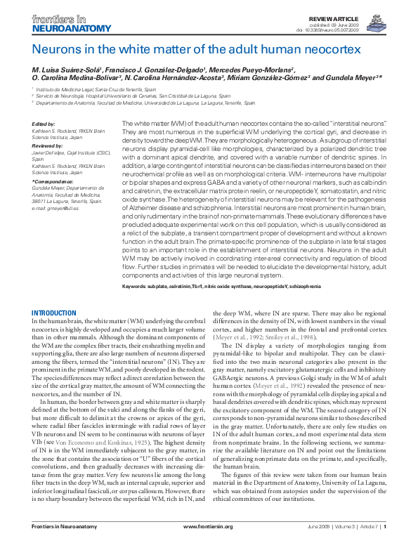 (PDF) Neurons in the white matter of the adult human neocortex