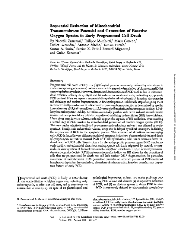 (PDF) Sequential reduction of mitochondrial transmembrane potential and ...