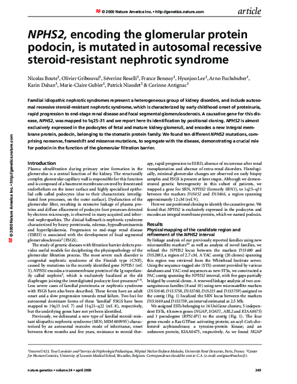 (PDF) NPHS2, encoding the glomerular protein podocin, is mutated in ...
