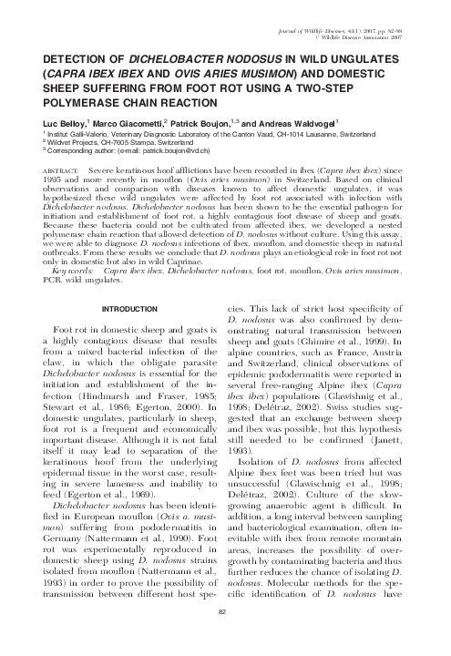 Pdf Detection Of Dichelobacter Nodosus In Wild Ungulates Capra Ibex Ibex And Ovis Aries