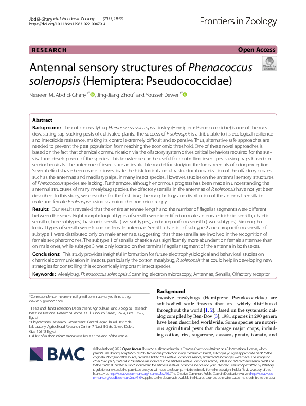(PDF) Antennal sensory structures of Phenacoccus solenopsis (Hemiptera ...