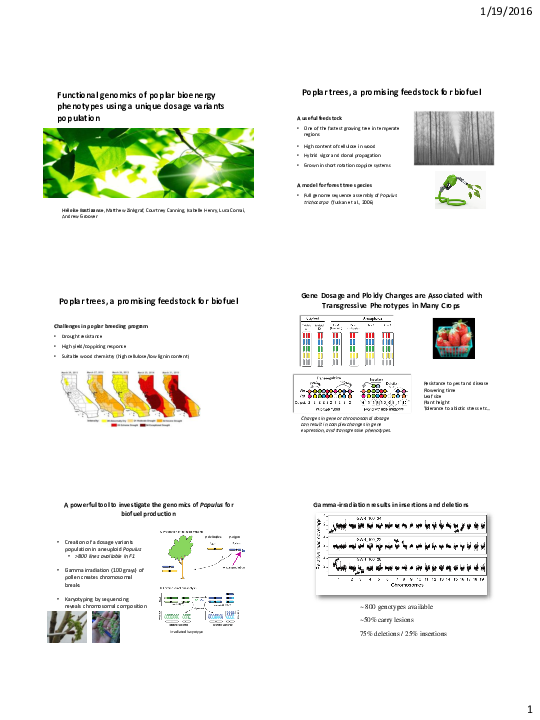 (PDF) Functional Genomics of Poplar Bioenergy Phenotypes Using a Unique ...