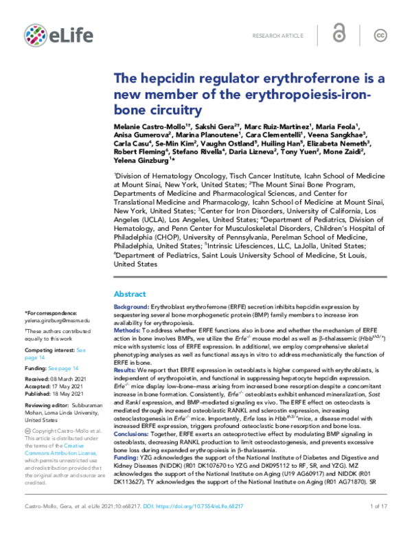 (PDF) Erythroferrone's Role in Bone & Iron Regulation