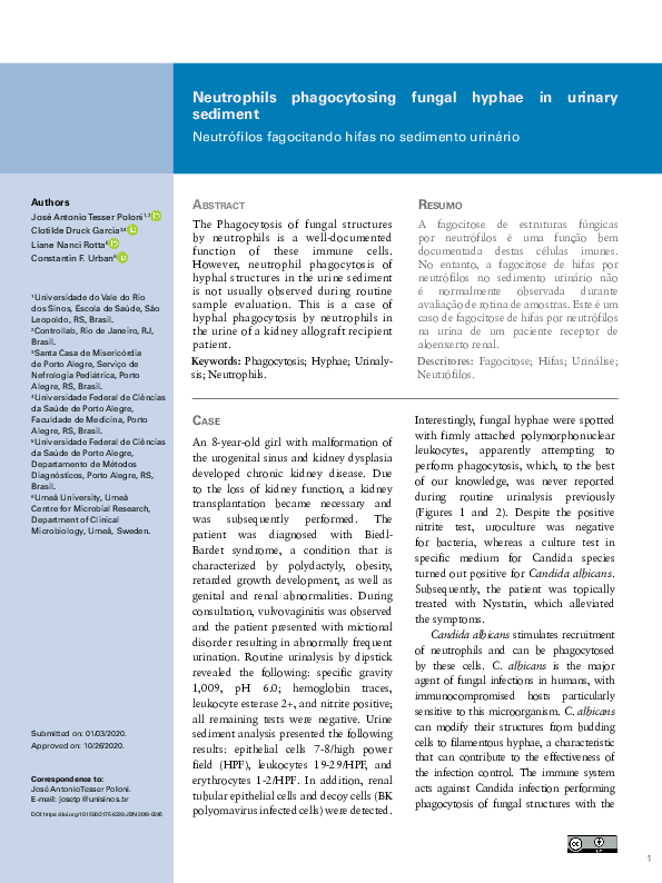 (PDF) Neutrophil Phagocytosis of Fungal Hyphae in Urine Sediment