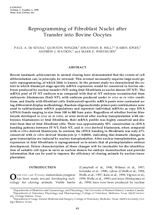 Pdf Reprogramming Of Fibroblast Nuclei After Transfer Into Bovine Oocytes