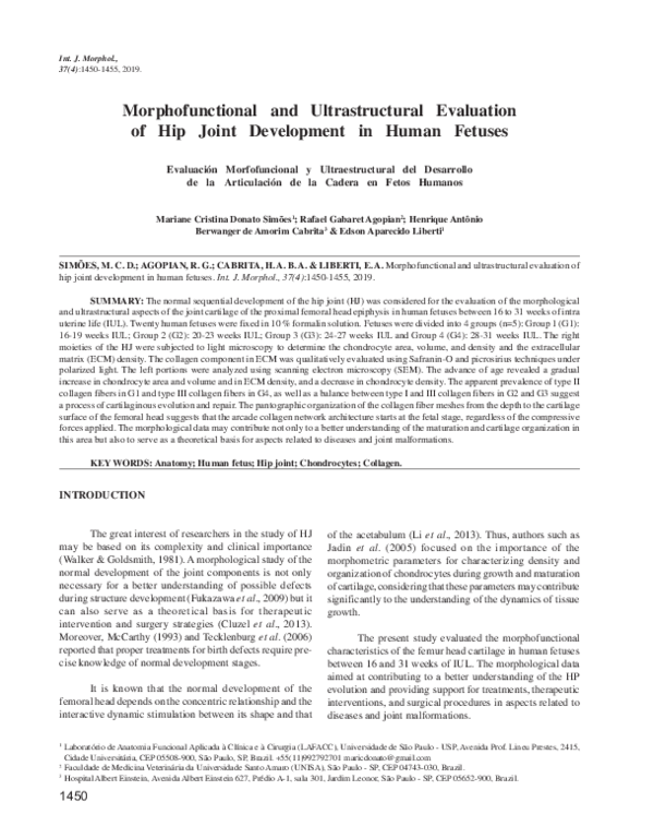 (PDF) Morphofunctional and Ultrastructural Evaluation of Hip Joint ...