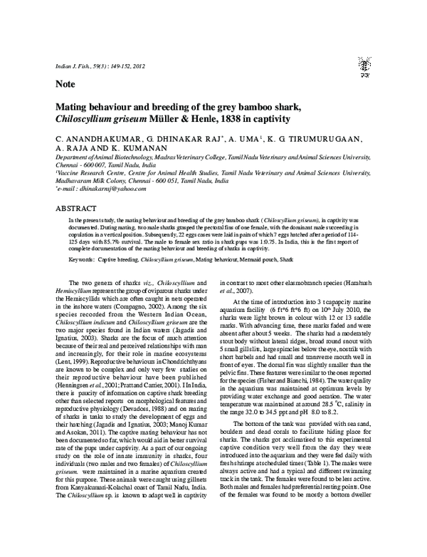 (PDF) Mating behaviour and breeding of the grey bamboo shark ...
