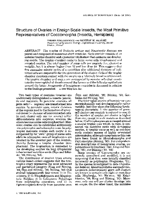 (PDF) Structure of ovaries in ensign scale insects, the most primitive ...