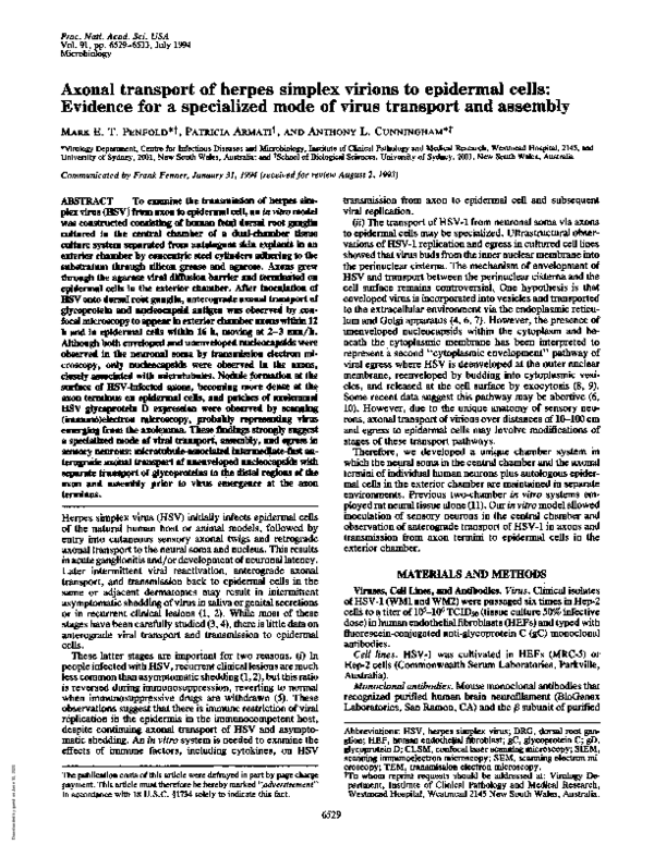 (PDF) Axonal transport of herpes simplex virions to epidermal cells ...