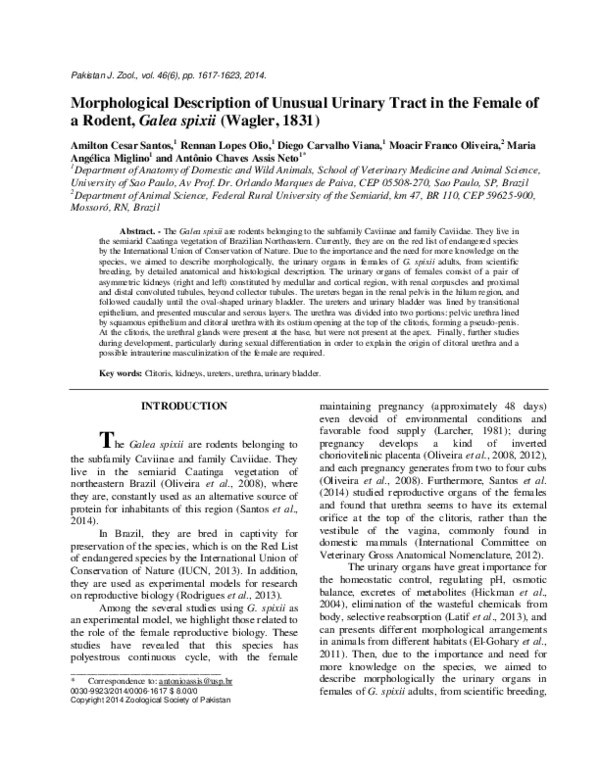 (PDF) Morphological Description of Unusual Urinary Tract in the Female ...