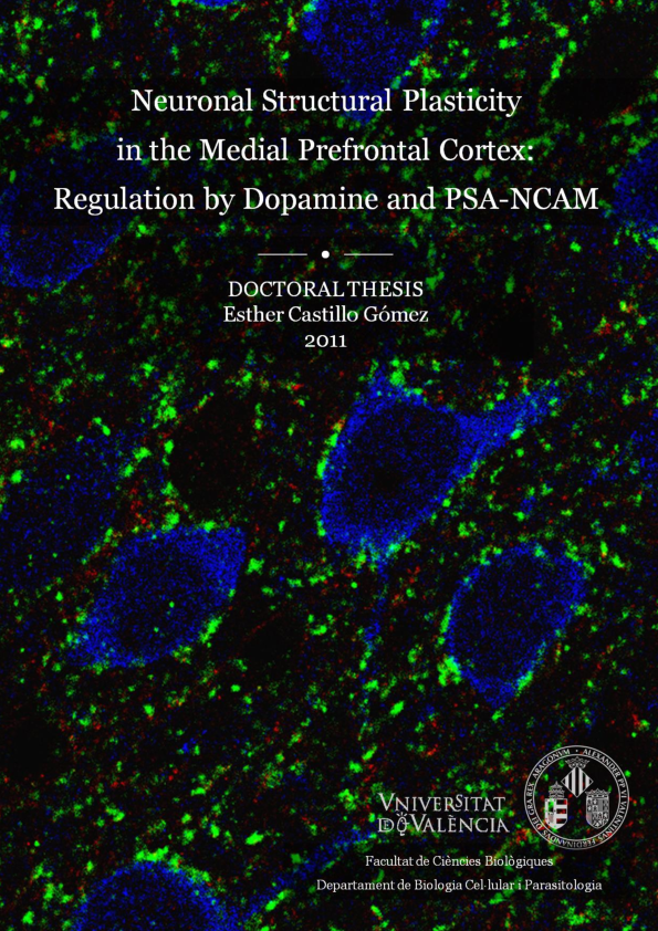 (PDF) Neuronal structural plasticity in the medial prefrontal cortex ...