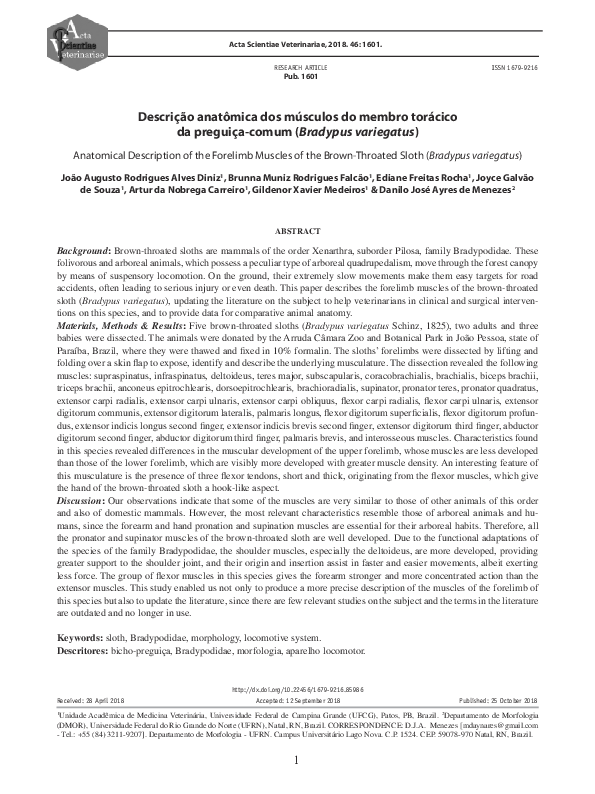 (PDF) Anatomical Description of the Forelimb Muscles of the Brown ...