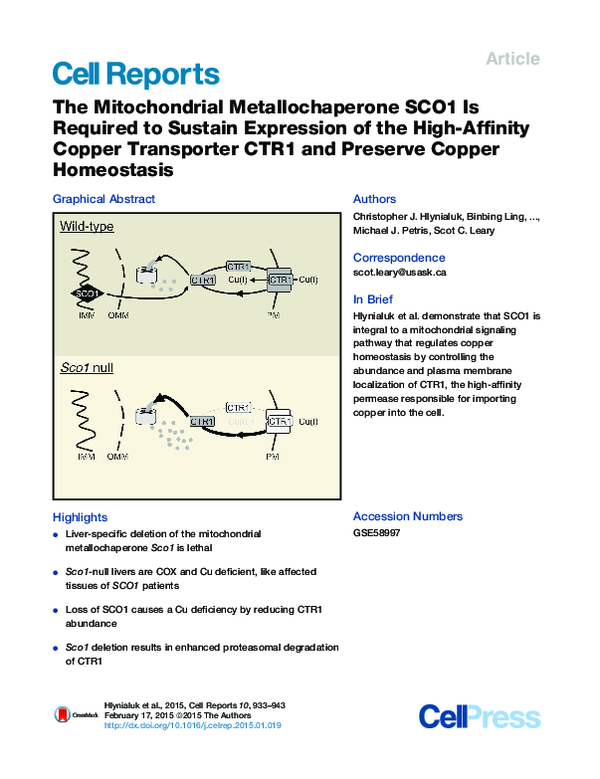 (PDF) The Mitochondrial Metallochaperone SCO1 Is Required to Sustain ...
