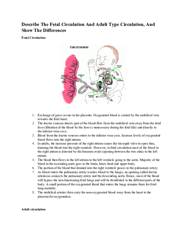 (DOC) Describe The Fetal Circulation And Adult Type Circulation, And ...