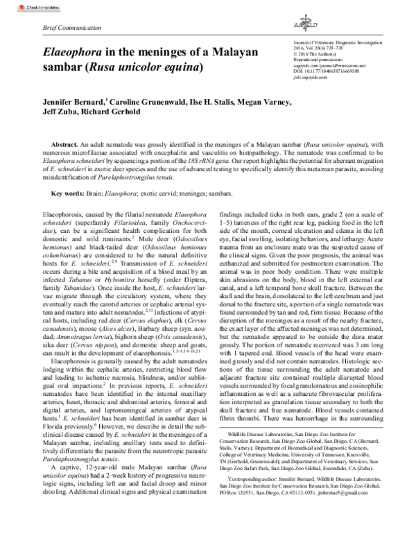 (PDF) Elaeophora in the meninges of a Malayan sambar (Rusa unicolor equina)