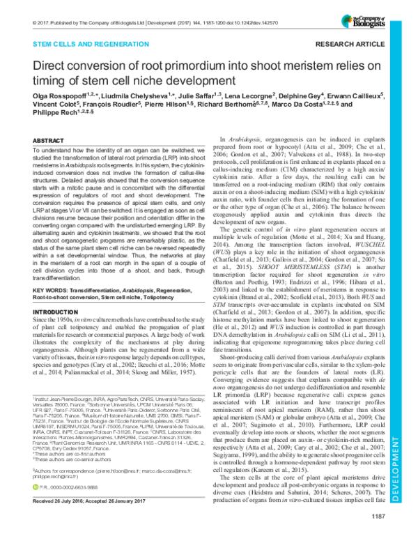 (PDF) Direct conversion of root primordium into shoot meristem relies ...