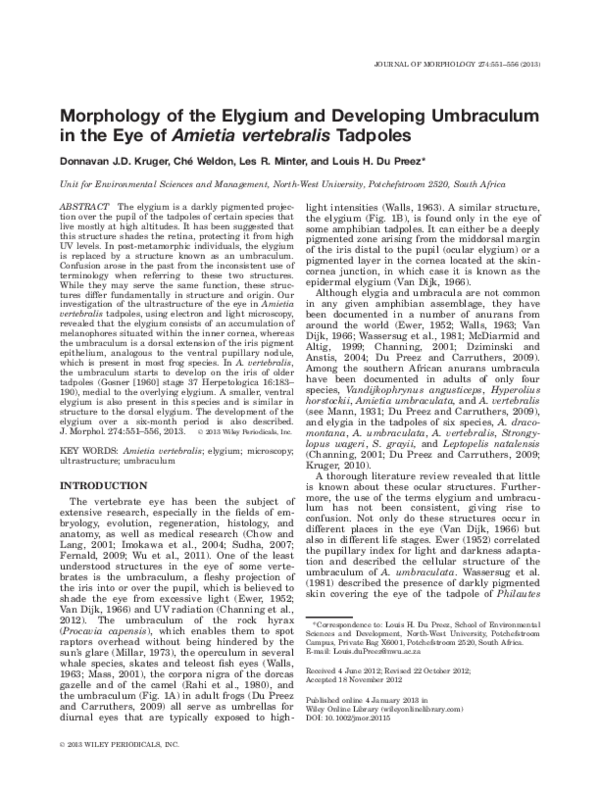 (PDF) Morphology of the elygium and developing umbraculum in the eye ...