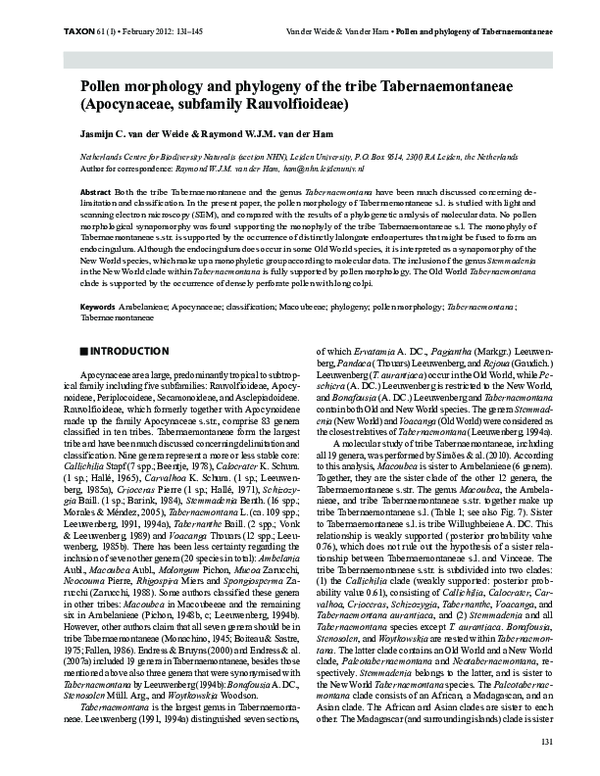 (PDF) Pollen morphology and phylogeny of the tribe Tabernaemontaneae ...
