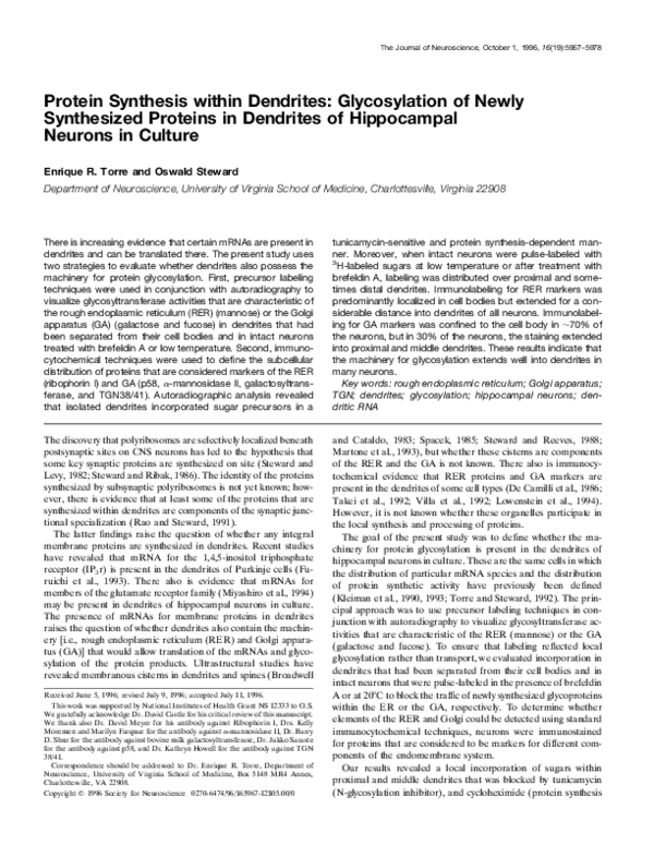 (PDF) Protein Synthesis within Dendrites: Glycosylation of Newly ...