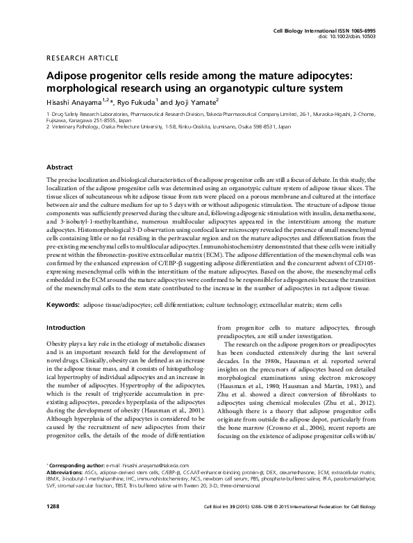(PDF) Adipose progenitor cells reside among the mature adipocytes ...