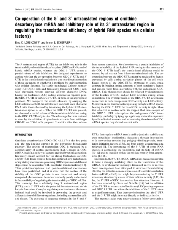 (PDF) Co-operation of the 5′ and 3′ untranslated regions of ornithine ...