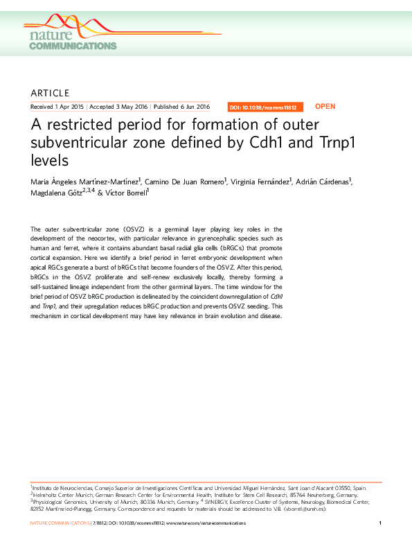 (PDF) A restricted period for formation of outer subventricular zone ...