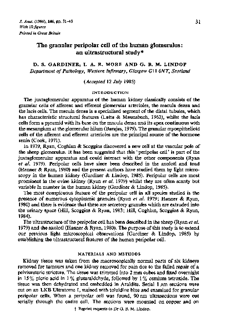 (PDF) The granular peripolar cell of the human glomerulus: an ...