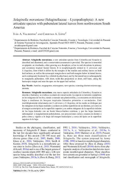 (PDF) Selaginella moraniana (Selaginellaceae – Lycopodiophyta): A new ...