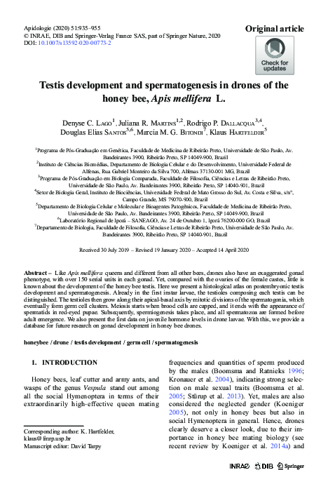 (PDF) Testis development and spermatogenesis in drones of the honey bee ...