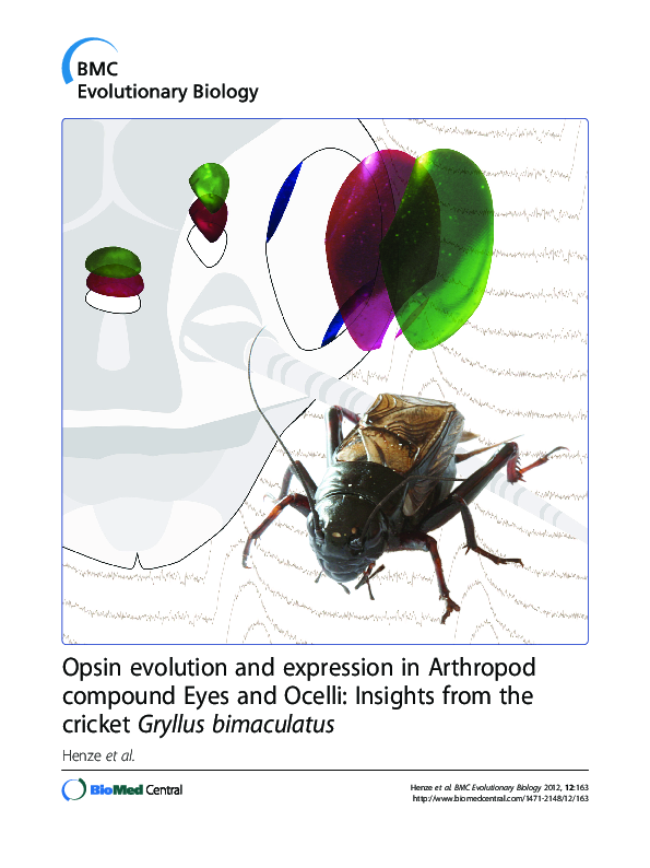 (PDF) Opsin evolution and expression in Arthropod compound Eyes and ...