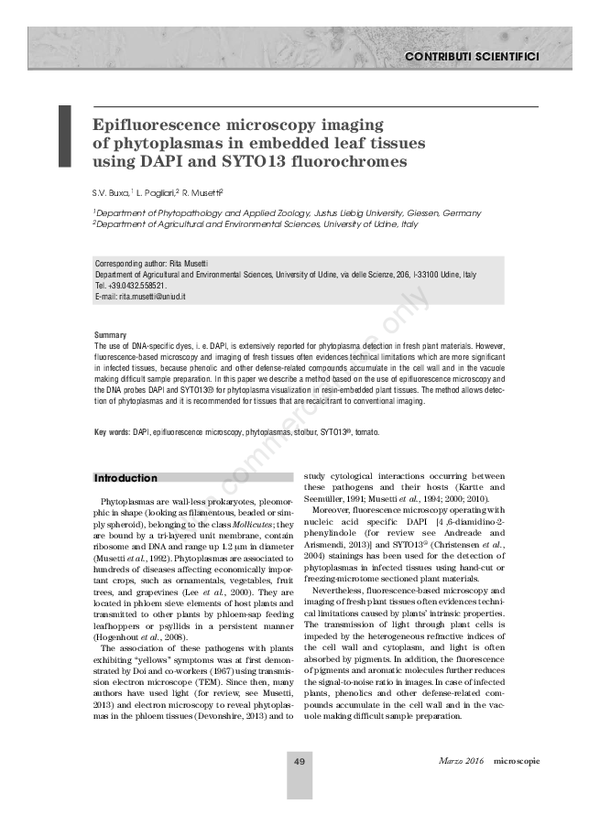 (PDF) Epifluorescence microscopy imaging of phytoplasmas in embedded ...