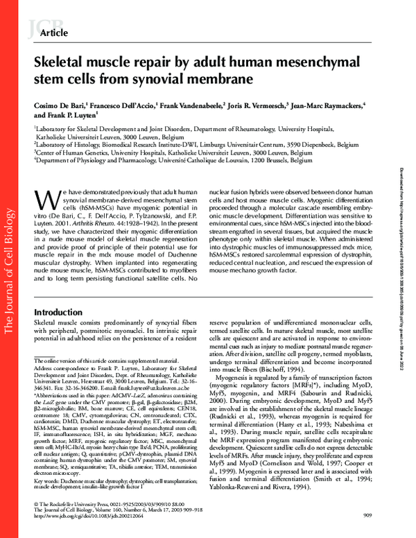 (PDF) Skeletal muscle repair by adult human mesenchymal stem cells from ...