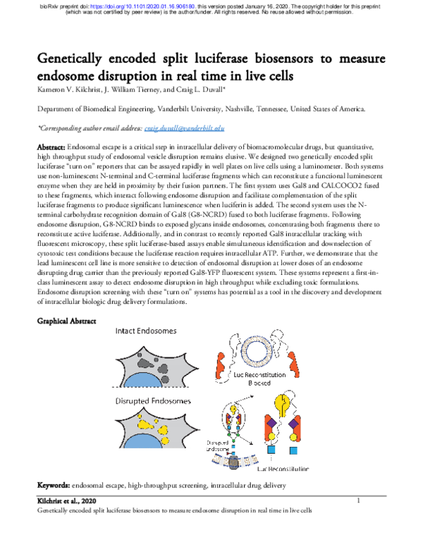 (PDF) Genetically encoded split luciferase biosensors to measure endosome disruption in real ...