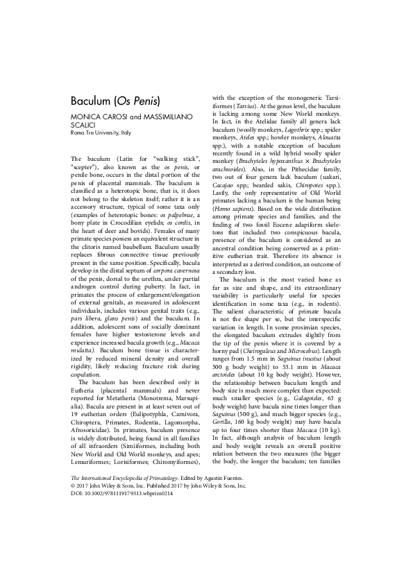 (PDF) Baculum (Os Penis
