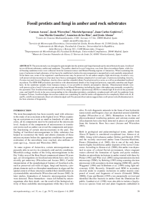 (PDF) Fossil protists and fungi in amber and rock substrates