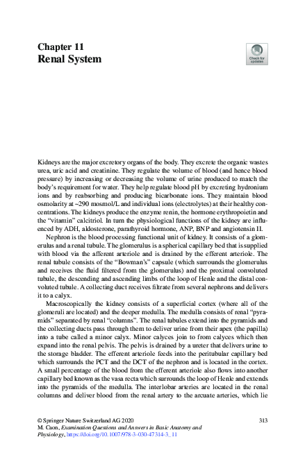 (PDF) Renal System