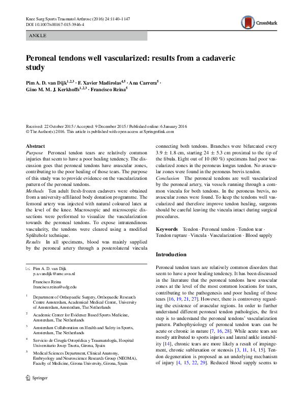 (PDF) Peroneal tendons well vascularized: results from a cadaveric study