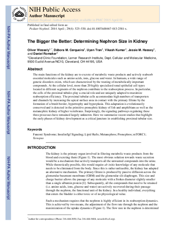 (PDF) Nephron Size Regulation in Kidney Development