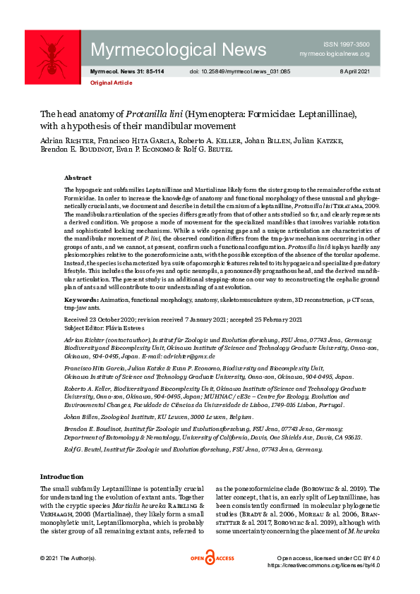 (PDF) The head anatomy of Protanilla lini (Hymenoptera: Formicidae ...