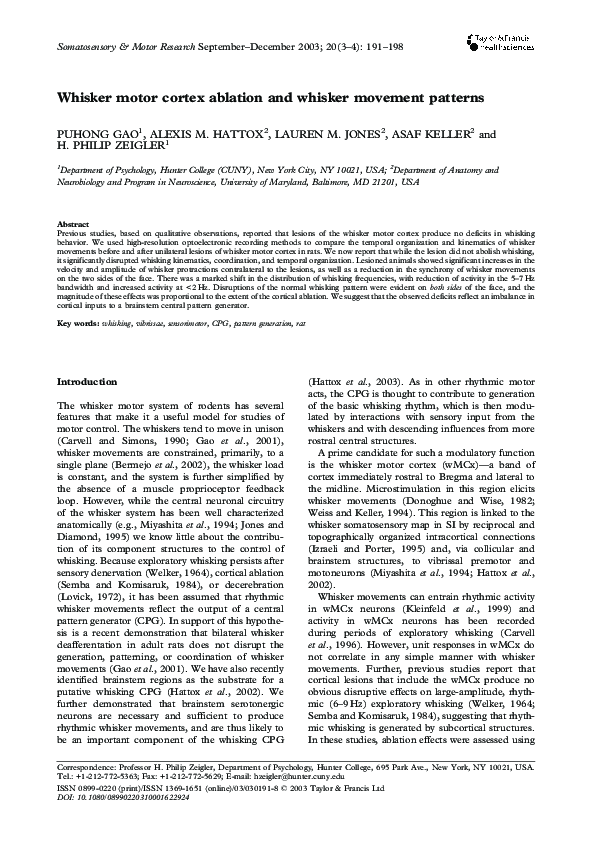 Pdf Whisker Motor Cortex Ablation And Whisker Movement Patterns Philip Zeigler